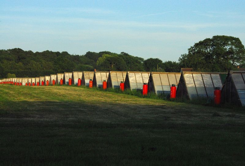 Heart of England Farms | Game Birds Breeding | Game Birds Rearing ...