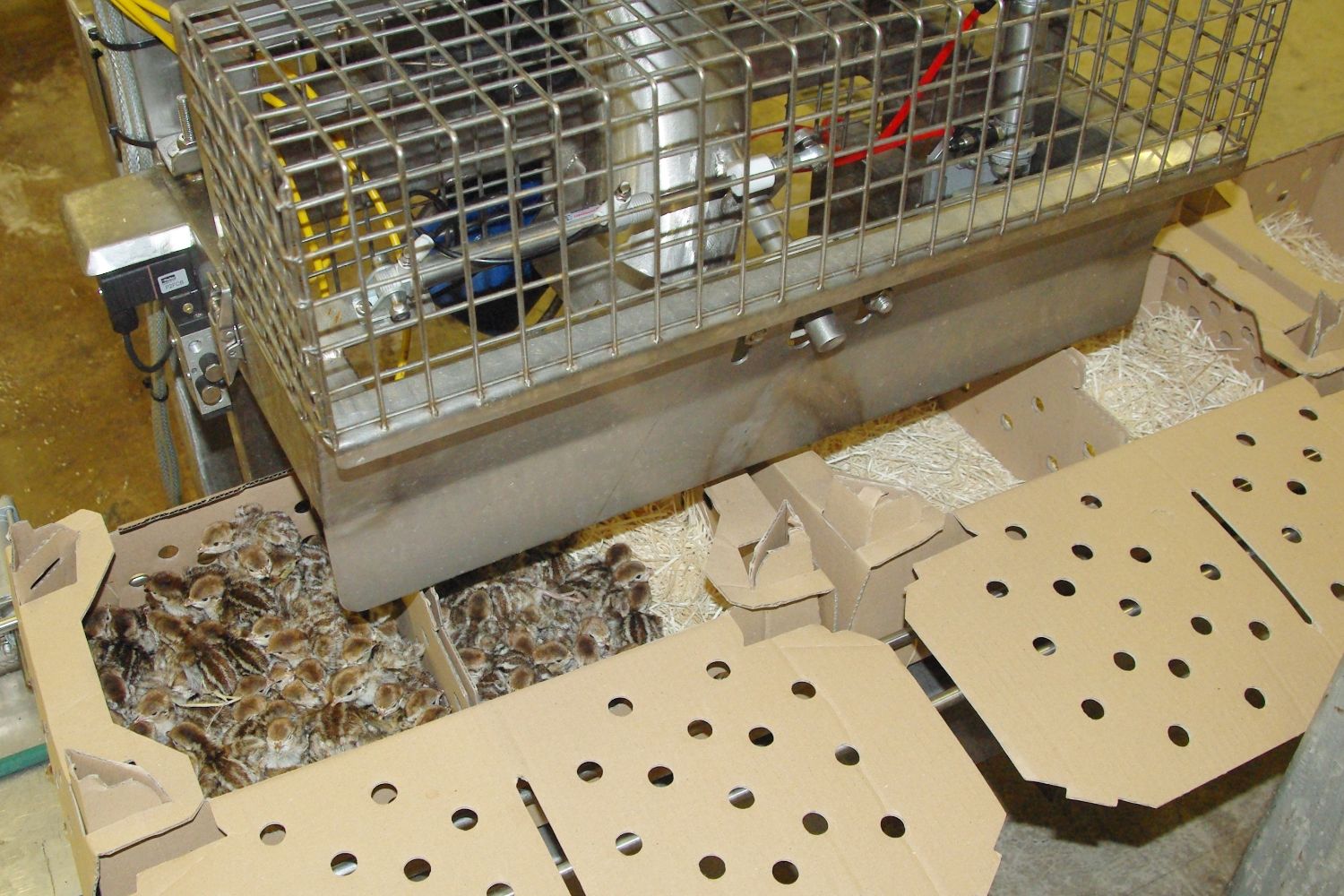 Heart of England Farms | Game Birds Breeding | Game Birds Rearing ...
