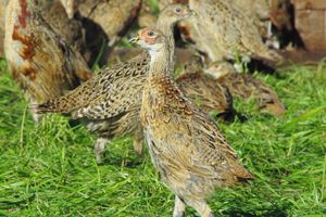 Heart of England Farms | Game Birds Breeding | Game Birds Rearing ...